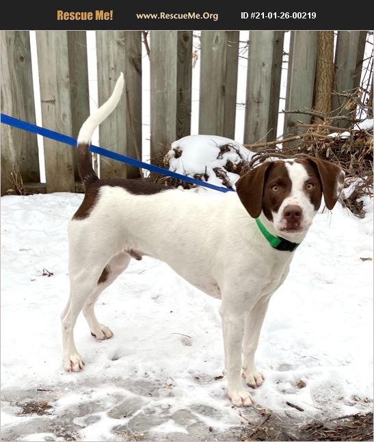 ADOPT 21012600219 ~ Beagle Rescue ~ Northfield, MN