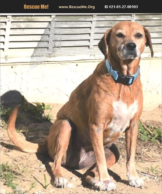 ADOPT 21012700103 ~ Black Mouth Cur Rescue ~ Inverness, FL
