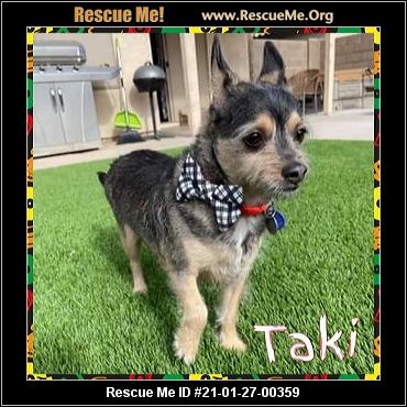 - Arizona Yorkie Rescue - ADOPTIONS - Rescue Me!