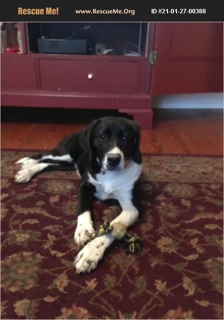 ADOPT 21012700388 ~ Welsh Springer Spaniel Rescue ~ Cranford, NJ