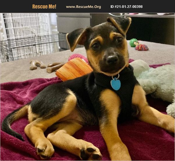 ADOPT 21012700398 ~ German Shepherd Rescue ~ Boca Raton, FL