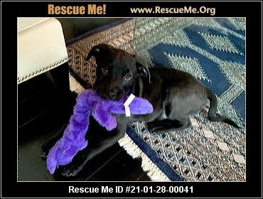 - New York Lab Rescue - ADOPTIONS - Rescue Me!