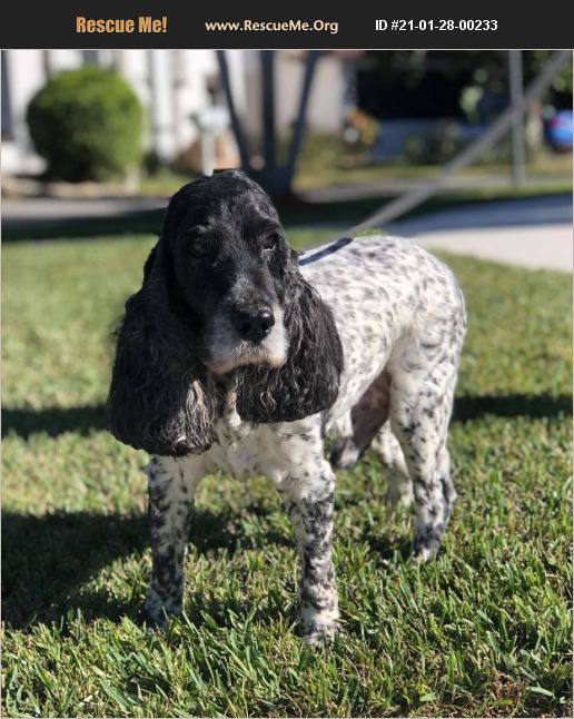 ADOPT 21012800233 ~ English Cocker Spaniel Rescue ~ Cape Coral, FL