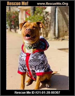 - California Dog Rescue - ADOPTIONS - Rescue Me!