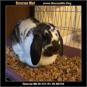 - Oklahoma Rabbit Rescue - ADOPTIONS - Rescue Me!