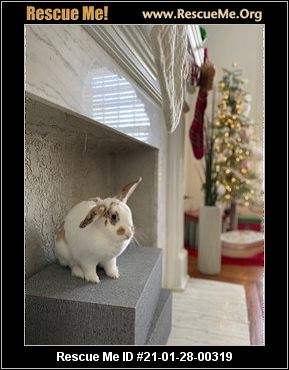 - Oklahoma Rabbit Rescue - ADOPTIONS - Rescue Me!