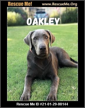 - California Lab Rescue - ADOPTIONS - Rescue Me!