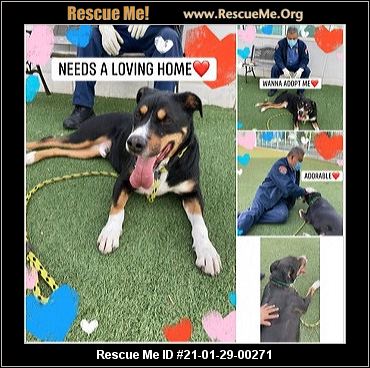 - California Dog Rescue - ADOPTIONS - Rescue Me!