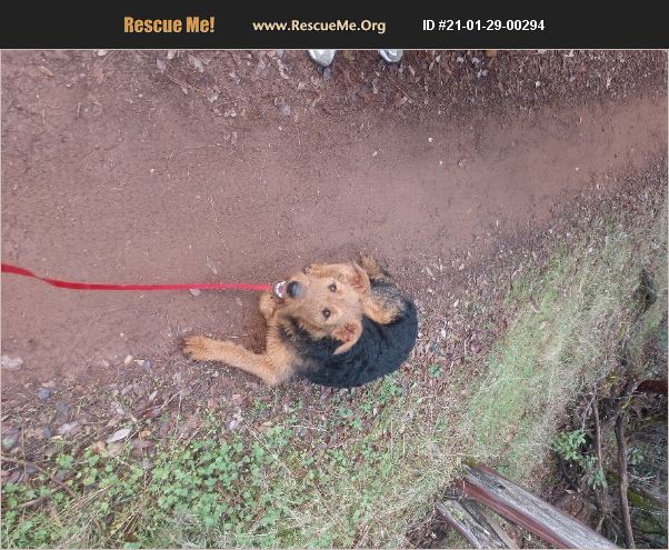 ADOPT 21012900294 ~ Airedale Rescue ~ lincoln, CA