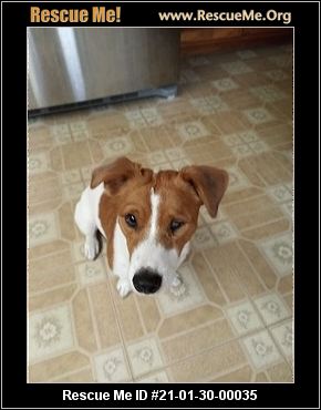 - Florida Jack Russell Rescue - ADOPTIONS - Rescue Me!