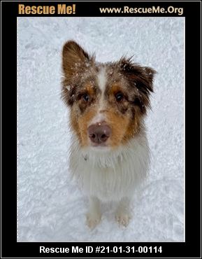 - Oregon Australian Shepherd Rescue - ADOPTIONS - Rescue Me!