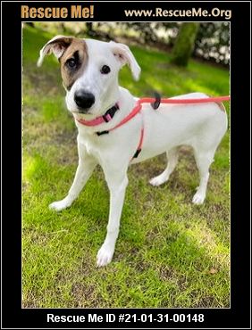 - Florida Jack Russell Rescue - ADOPTIONS - Rescue Me!
