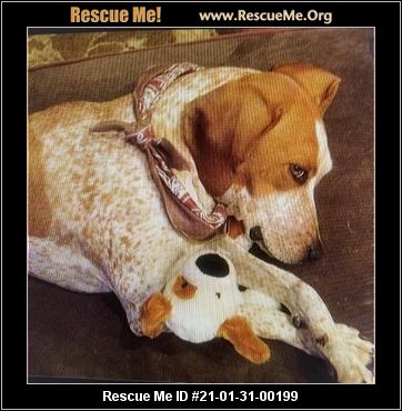 - Indiana Redbone Coonhound Rescue - ADOPTIONS - Rescue Me!