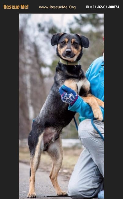ADOPT 21020100074 ~ German Pinscher Rescue ~ Hawley, PA