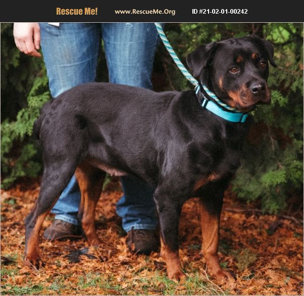 ADOPT 21020100242 ~ Rottweiler Rescue ~ Oregon
