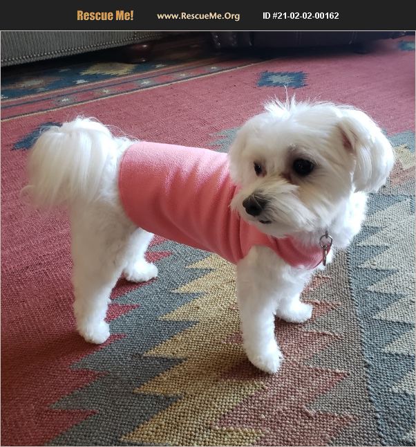 ADOPT 21020200162 ~ Maltese Rescue ~ Dallas, OR