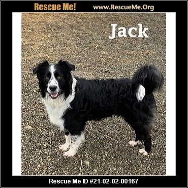 - Pennsylvania Border Collie Rescue - ADOPTIONS - Rescue Me!
