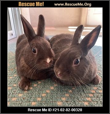 - Florida Rabbit Rescue - ADOPTIONS - Rescue Me!