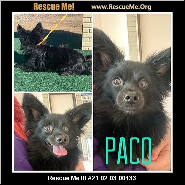 - California Dog Rescue - ADOPTIONS - Rescue Me!