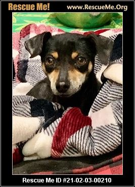 - California Dog Rescue - ADOPTIONS - Rescue Me!