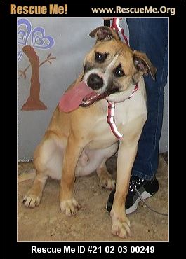 - Iowa Dog Rescue - ADOPTIONS - Rescue Me!
