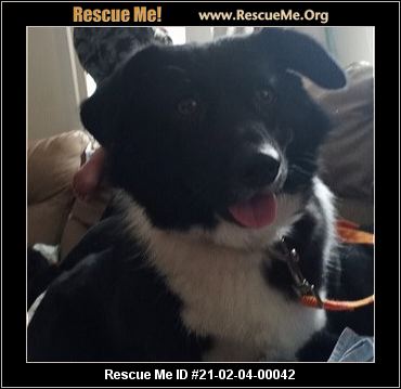 - Wisconsin Corgi Rescue - ADOPTIONS - Rescue Me!