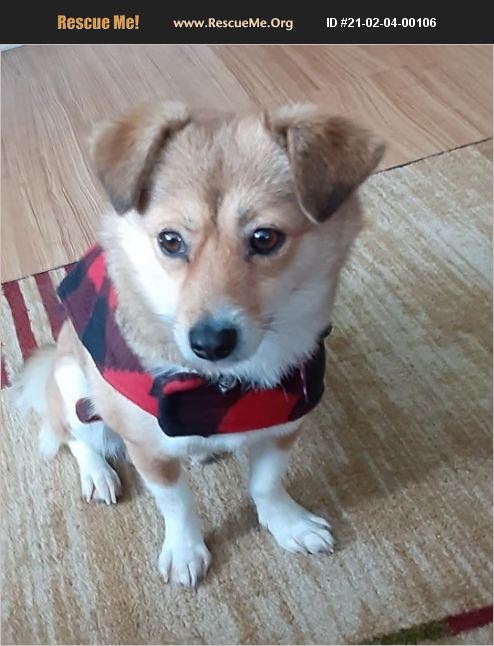 ADOPT 21020400106 ~ Corgi Rescue ~ Union Grove, WI