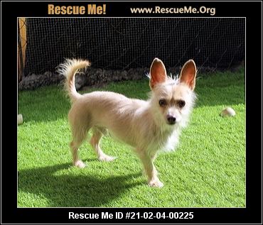 - California Dog Rescue - ADOPTIONS - Rescue Me!