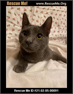 - Michigan Cat Rescue - ADOPTIONS - Rescue Me!