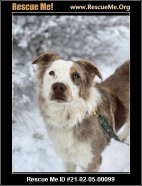 - California Dog Rescue - ADOPTIONS - Rescue Me!