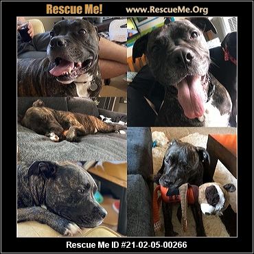 - California Dog Rescue - ADOPTIONS - Rescue Me!