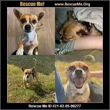 - California Dog Rescue - ADOPTIONS - Rescue Me!