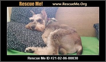 - Florida Schnauzer Rescue - ADOPTIONS - Rescue Me!