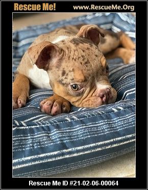 - California Dog Rescue - ADOPTIONS - Rescue Me!