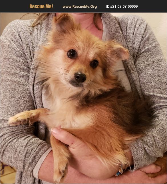 ADOPT 21020700009 ~ Pomeranian Rescue ~ Phoenix, AZ