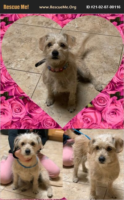ADOPT 21020700116 ~ Norfolk Terrier Rescue ~ High Desert/Rancho ...