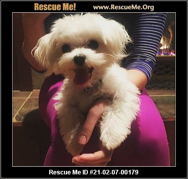 - Washington Maltese Rescue - ADOPTIONS - Rescue Me!