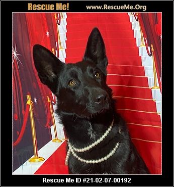 - California Dog Rescue - ADOPTIONS - Rescue Me!