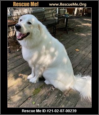 - North Carolina Great Pyrenees Rescue - ADOPTIONS - Rescue Me!
