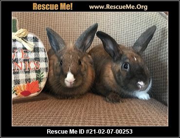 - Florida Rabbit Rescue - ADOPTIONS - Rescue Me!