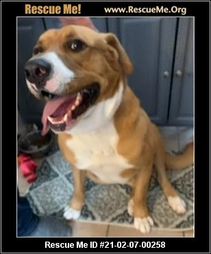 - Michigan Dog Rescue - ADOPTIONS - Rescue Me!