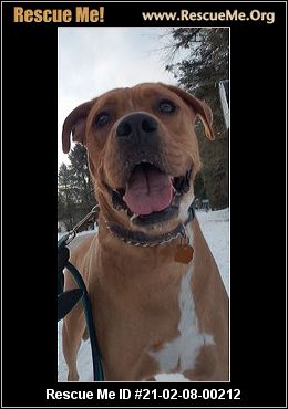 - Michigan Dog Rescue - ADOPTIONS - Rescue Me!