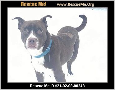 - Pennsylvania Border Collie Rescue - ADOPTIONS - Rescue Me!