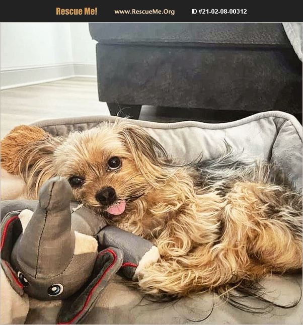 ADOPT 21020800312 ~ Yorkie Rescue ~ evans, GA