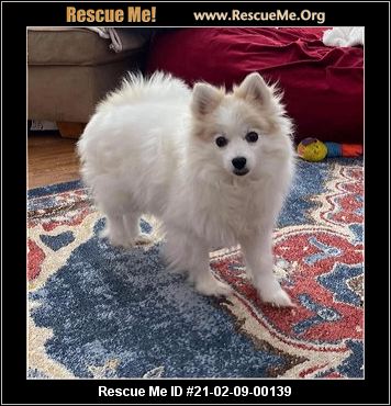 - Ohio Pomeranian Rescue - ADOPTIONS - Rescue Me!