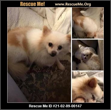 - Ohio Pomeranian Rescue - ADOPTIONS - Rescue Me!