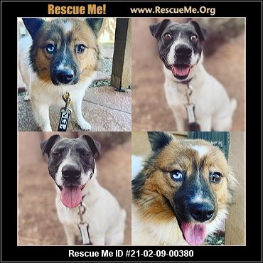 - Arizona Beagle Rescue - ADOPTIONS - Rescue Me!