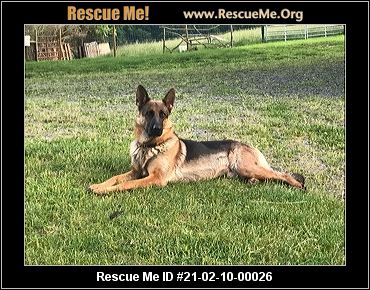 - Virginia German Shepherd Rescue - ADOPTIONS - Rescue Me!