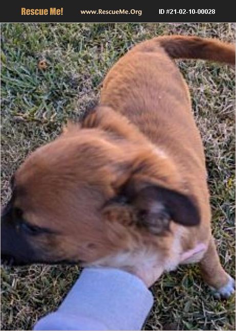 ADOPT 21021000028 ~ Saint Bernard Rescue ~ Seattle, WA