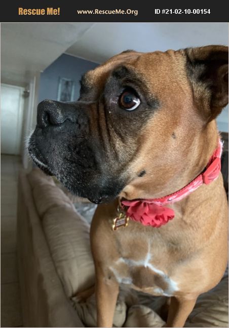 ADOPT 21021000154 ~ Boxer Rescue ~ Tucson, AZ